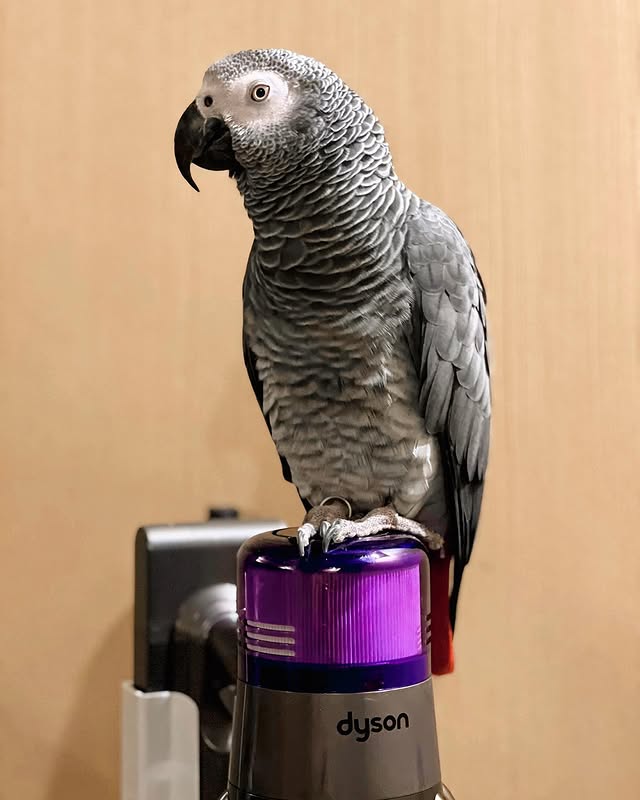 Available Parrots – The Ultimate Parrots Home