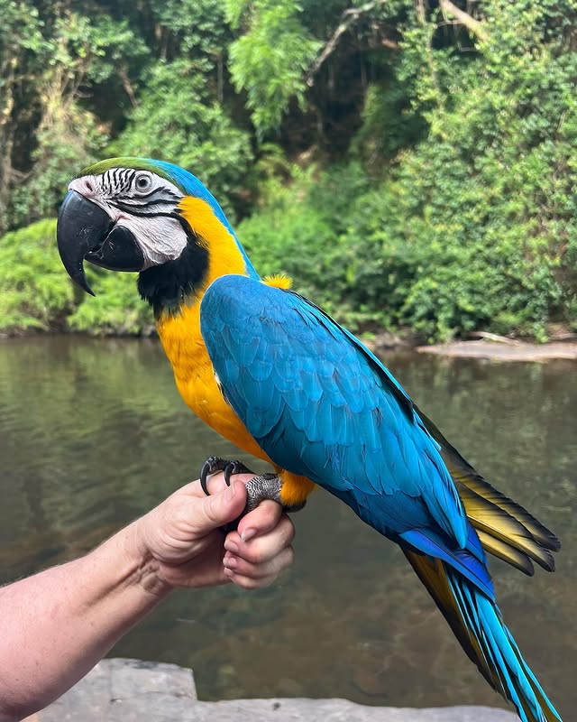 Available Parrots – The Ultimate Parrots Home